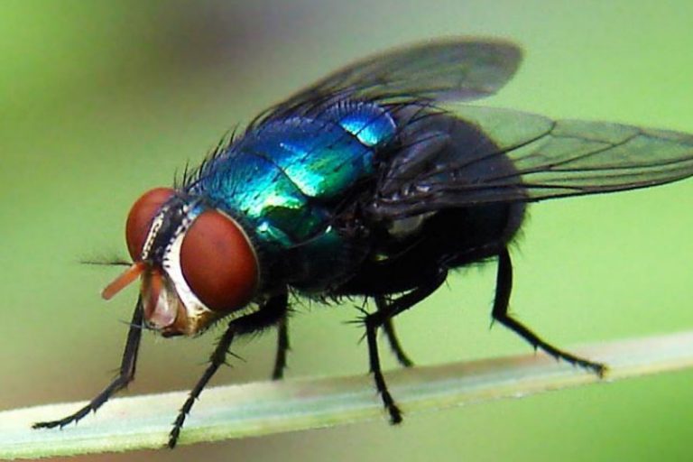 Factores de riesgo de la ‘miasis cutánea’ en humanos – CSS Noticias